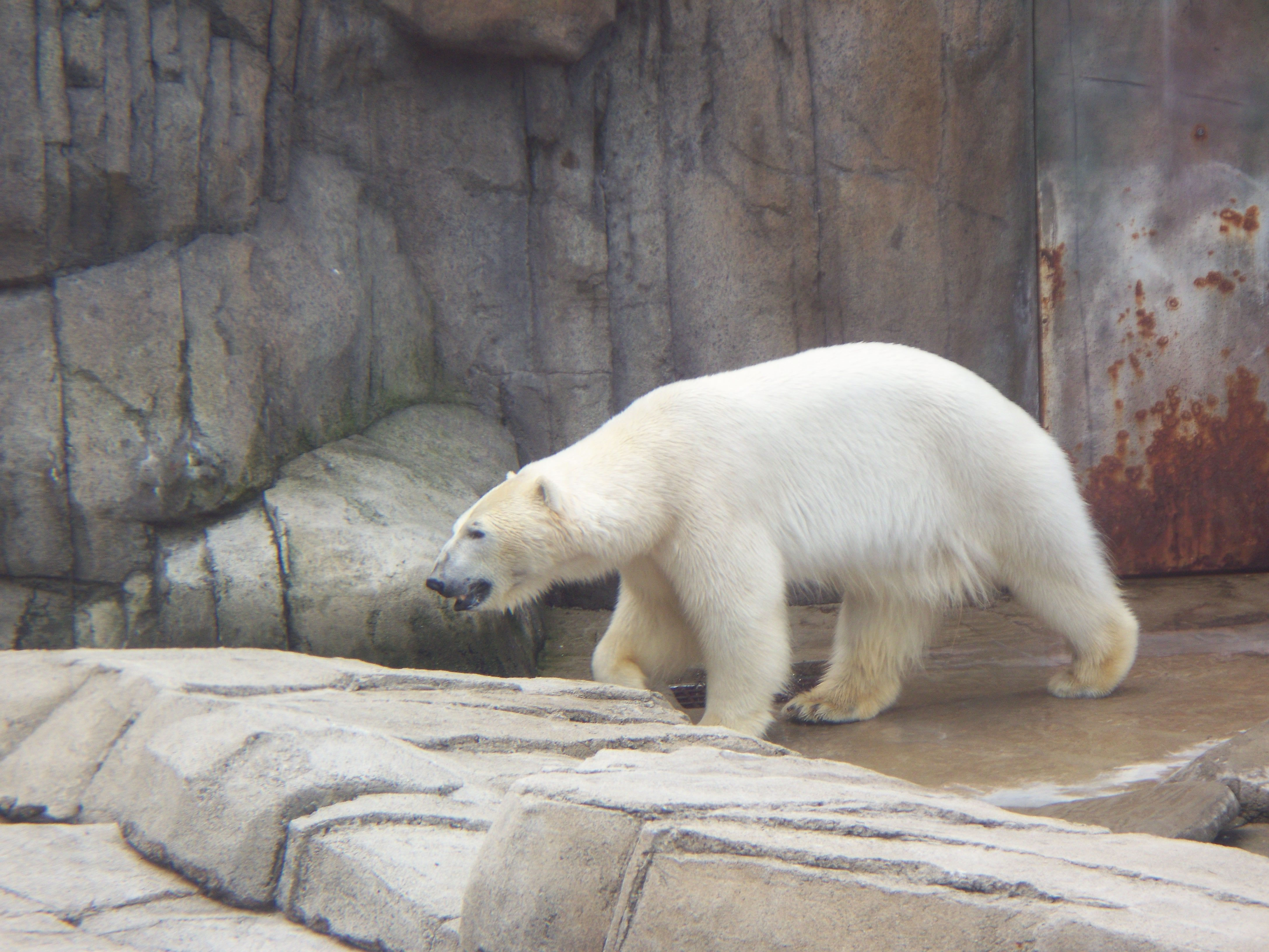 Royalty Free Animal Photos